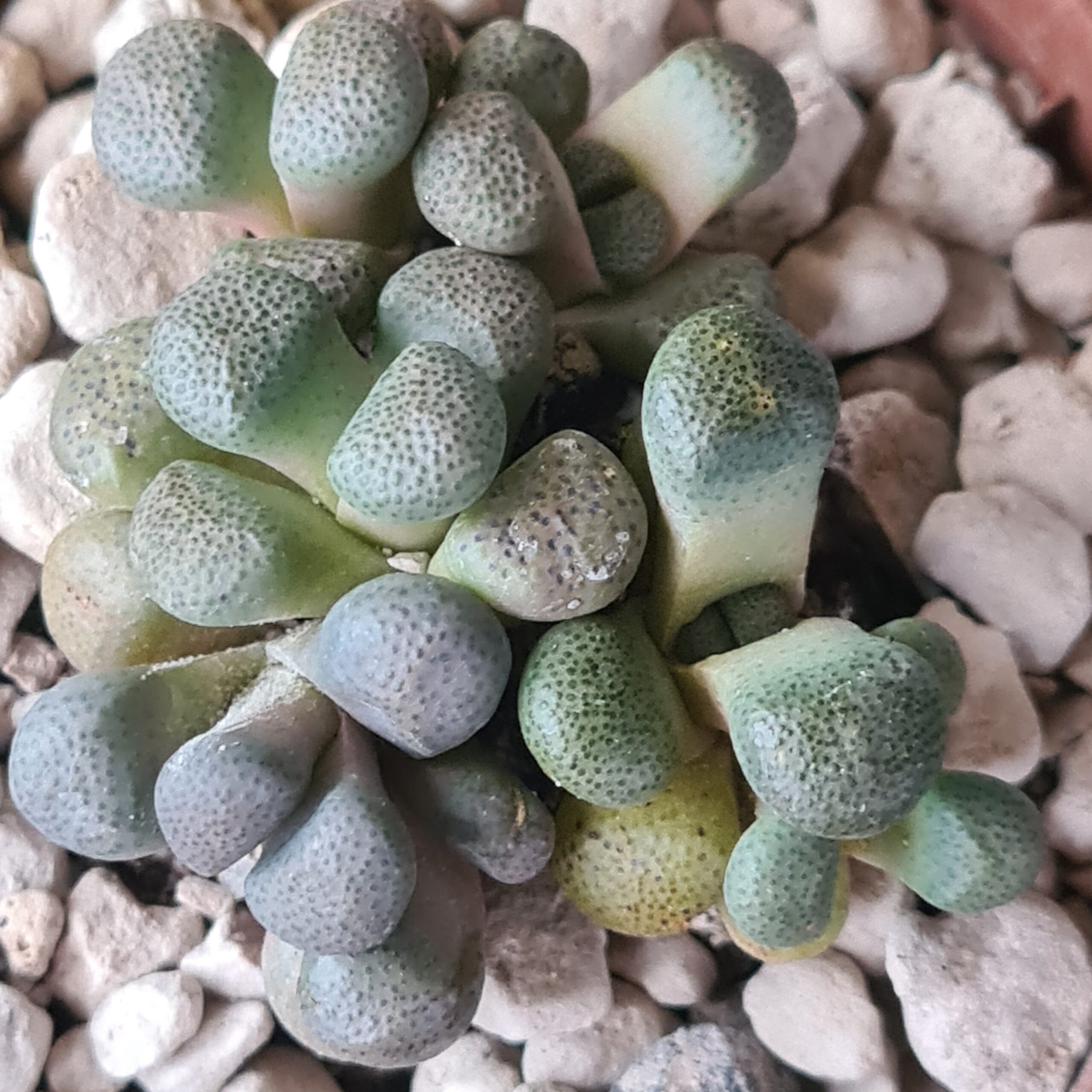Aloinopsis – LuxBasic.dk